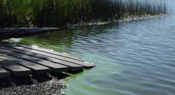 Algae at Black Lake